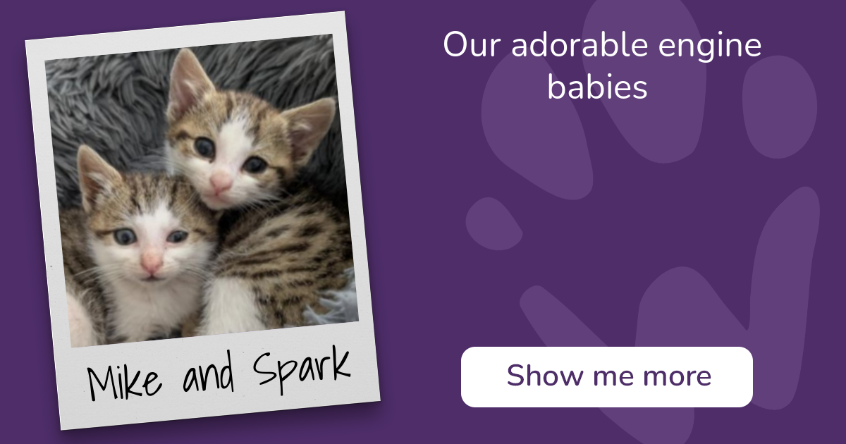 Mike and Spark - Cat