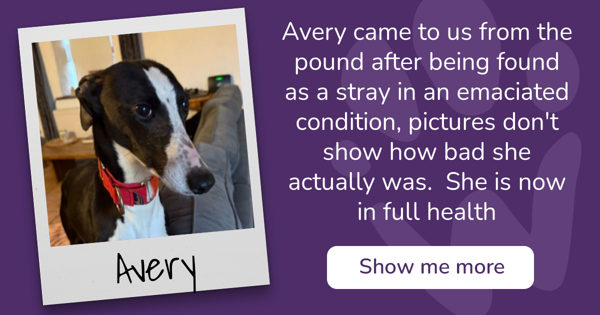 Avery - Whippet - HART - Homeless Animal Rescue Team