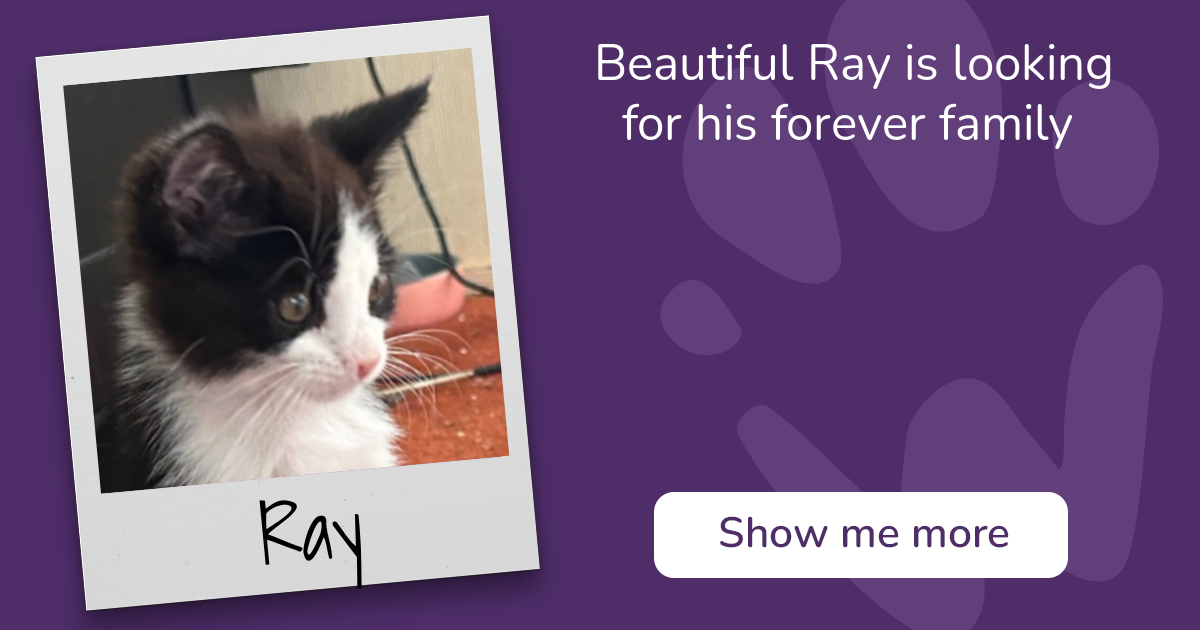 Ray - Cat