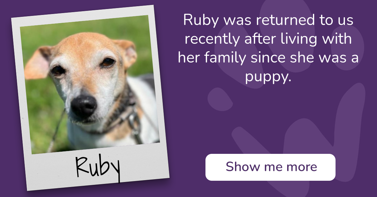 Ruby - Jack Russell Terrier - HART - Homeless Animal Rescue Team