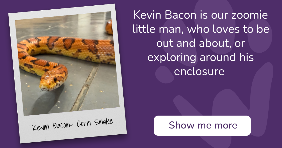 Kevin Bacon- Corn Snake - Other
