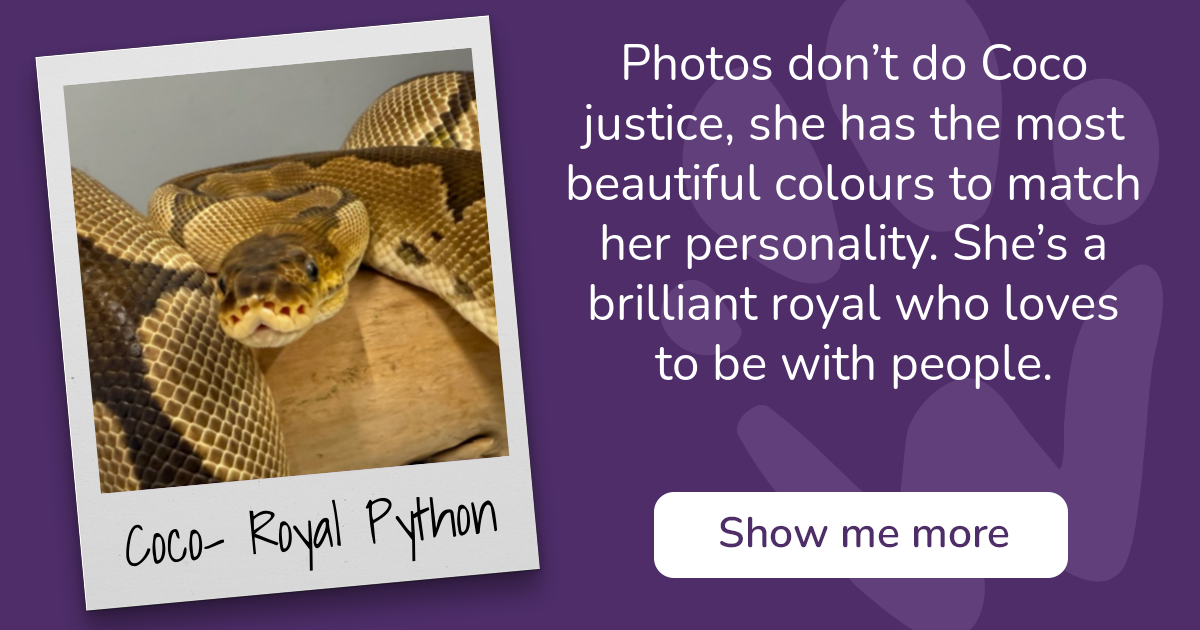 Coco- Royal Python - Other