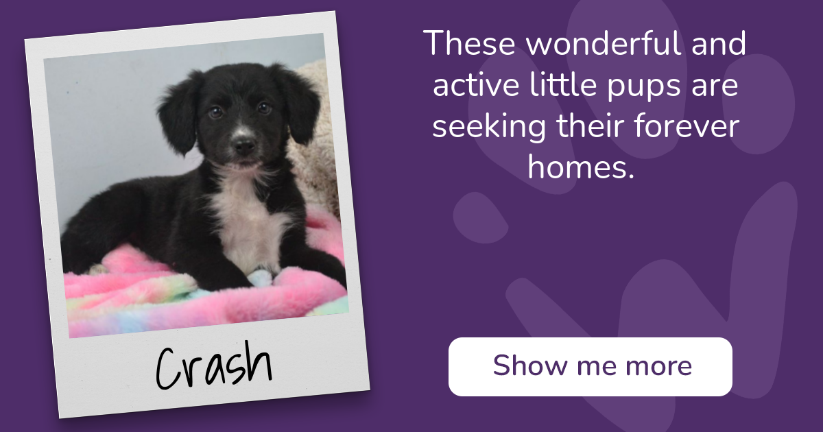 Crash - Springer Spaniel - Paws and People