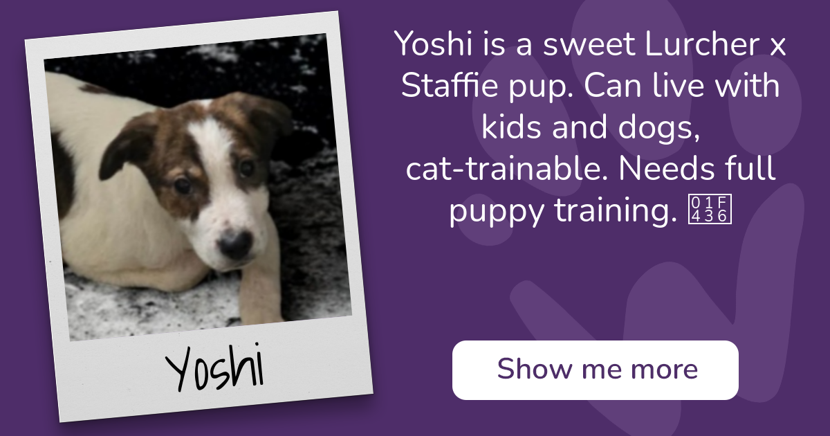 Yoshi - Lurcher - The Underdogs NI